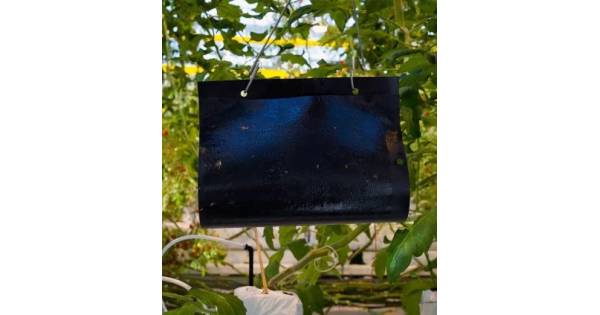 Capcane lipicioase insecte negre